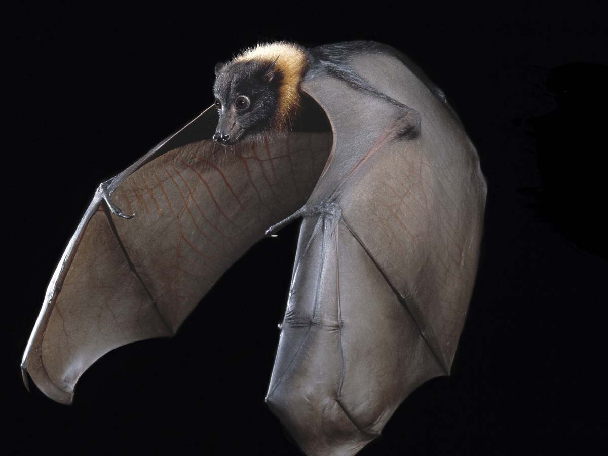 bat is dangerous cause to spread any virus scientists warned against bat