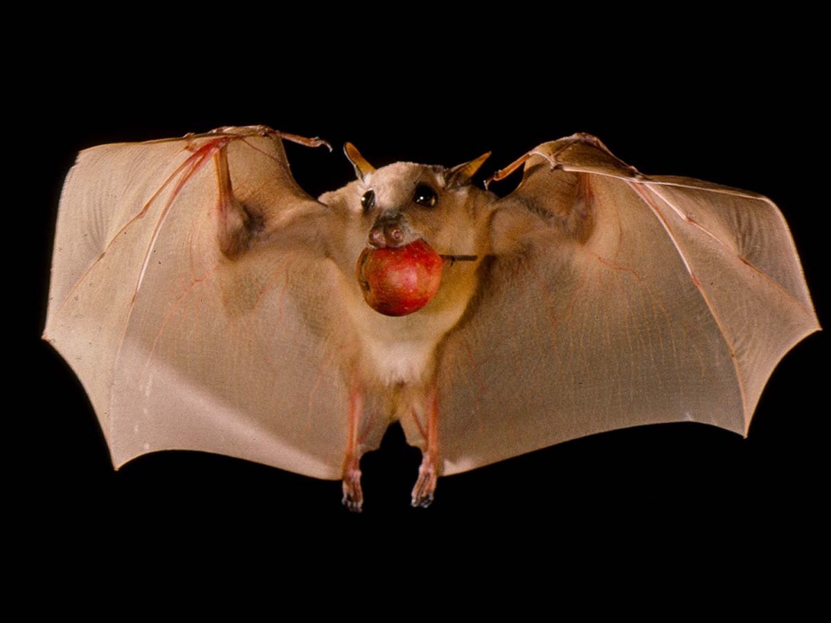 bat is dangerous cause to spread any virus scientists warned against bat