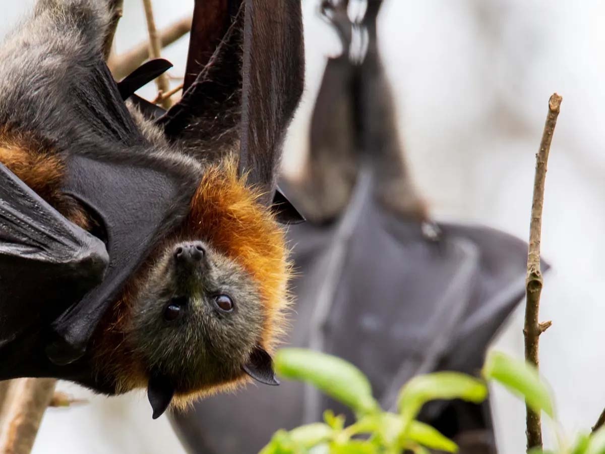 bat is dangerous cause to spread any virus scientists warned against bat