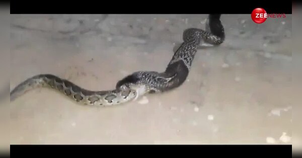 king cobra devours python incident caught on camera video viral saanp ka video | अजगर को चुटकी ...