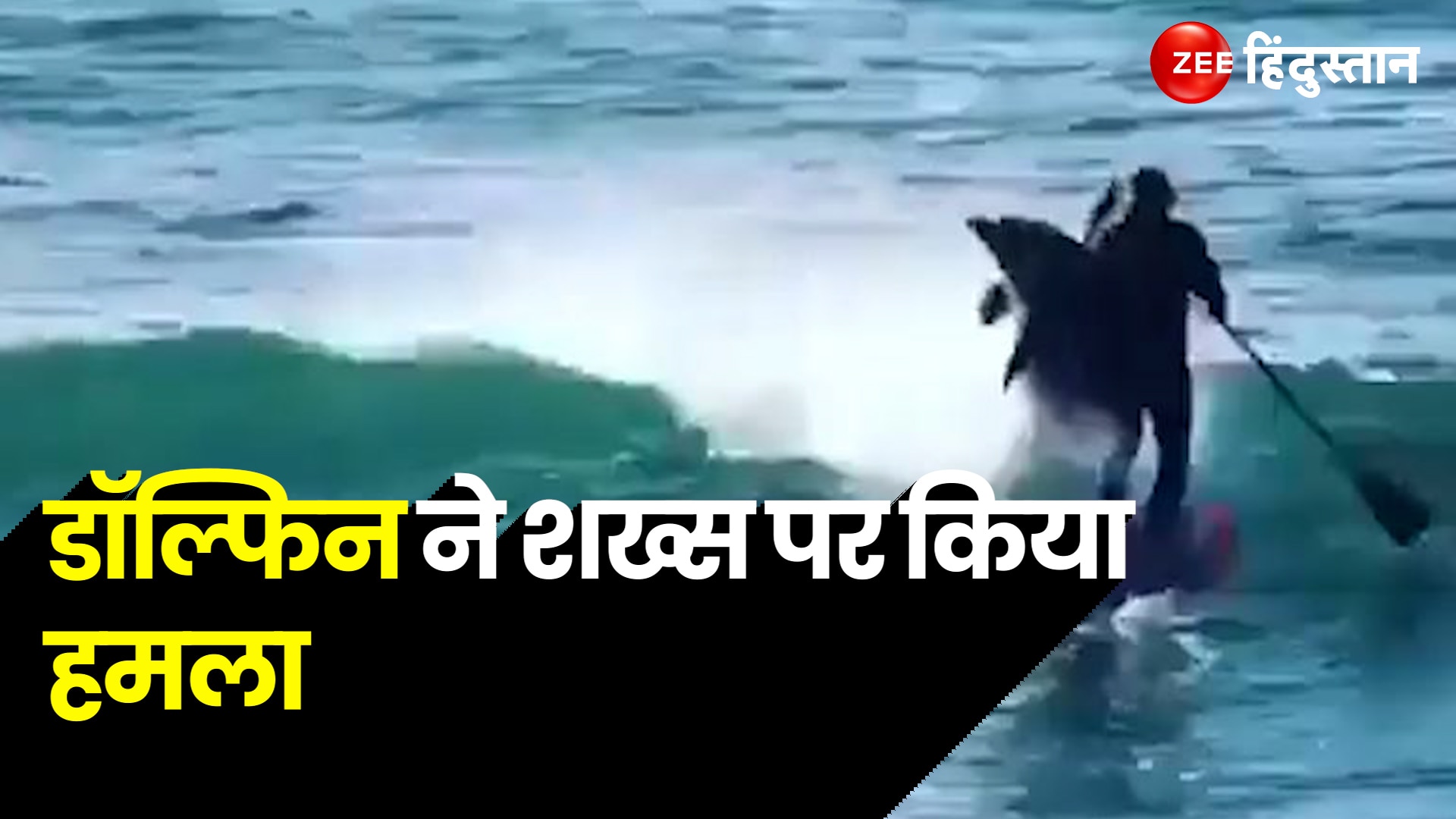 Dolphin attacks on man in the sea video goes viral | डॉल्फिन ने समुद्र ...