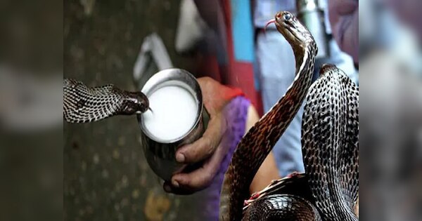 Nag Panchami 2023 myths about snakes in Hindu Dharma facts about Snakes ...