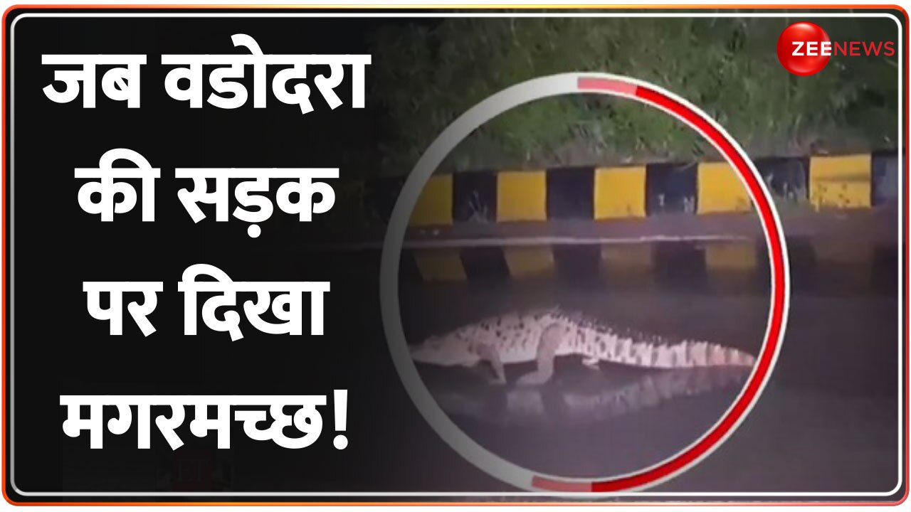 Crocodile spotted at Vadodara streets after heavy rain | Vadodara Crocodile: भारी बारिश के बाद ...