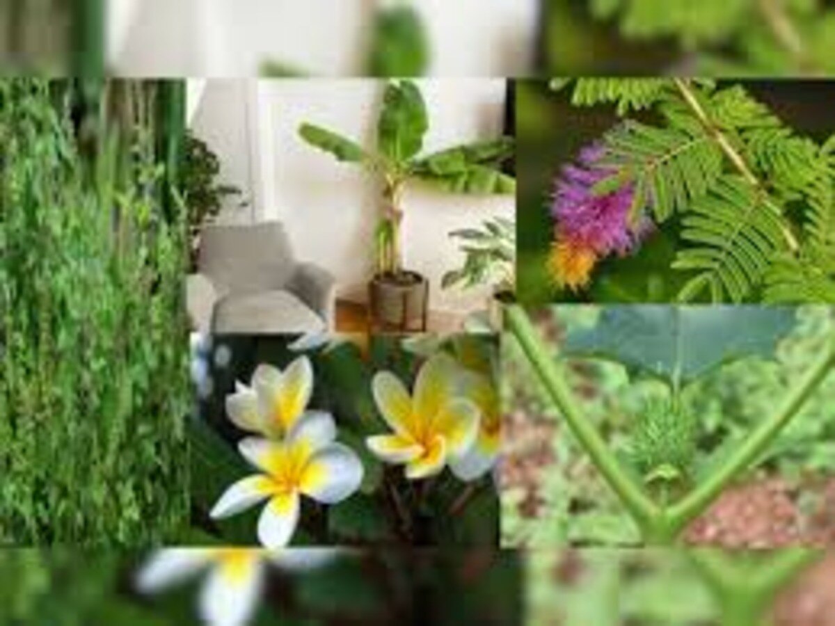 सावन में इन पौधों को घर लाना माना गया है शुभ, चंद घंटों में बनने लगते ...