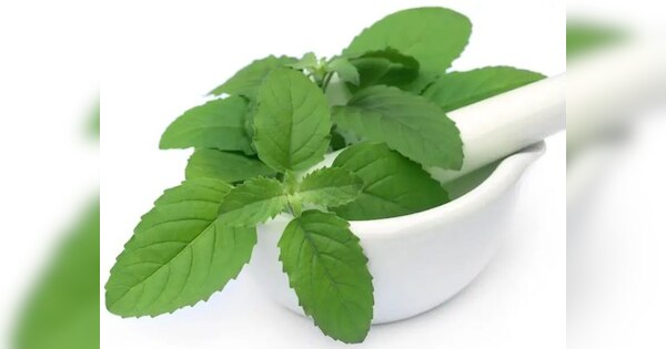 5 Benefits of tulsi know health benefits of holy besil plant | Health ...