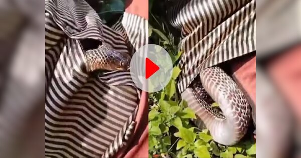 A black poisonous snake entered the man's shirt. This Viral video will ...