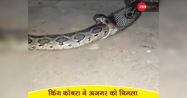 King Cobra swallow whole python in front of the camera watch scary ...