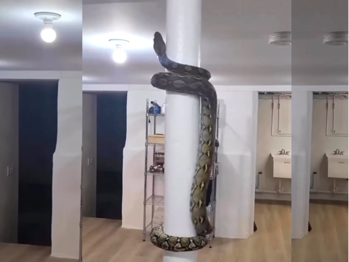 Snake Video giant Python climb to pillar watch video | Snake Video ...