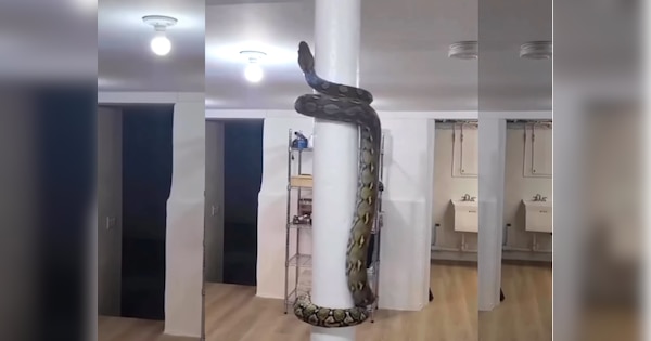 Snake Video giant Python climb to pillar watch video | Snake Video ...
