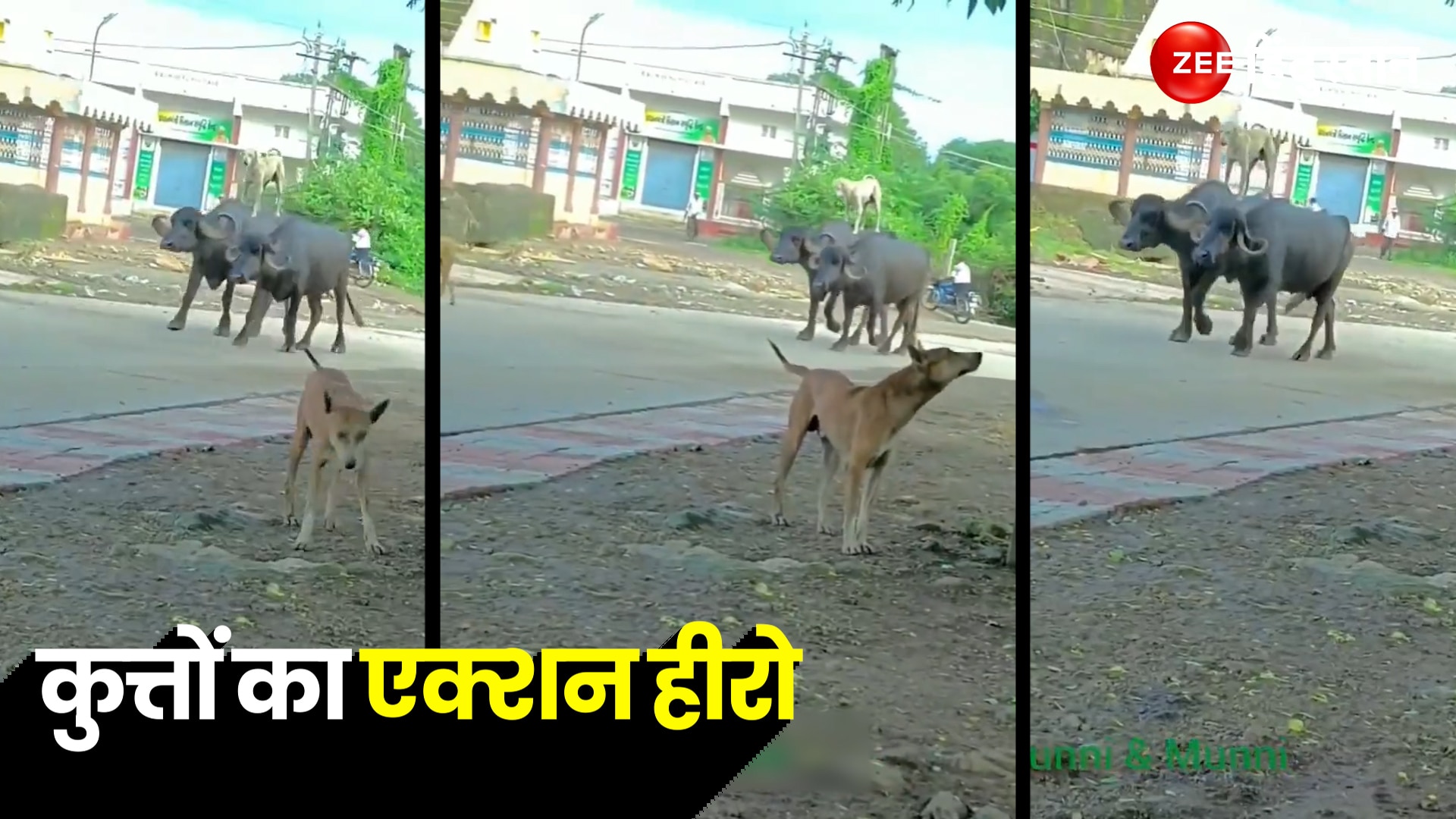 Buffalo and dog together did Ajay Devgan stunt video goes viral | भैंस ...