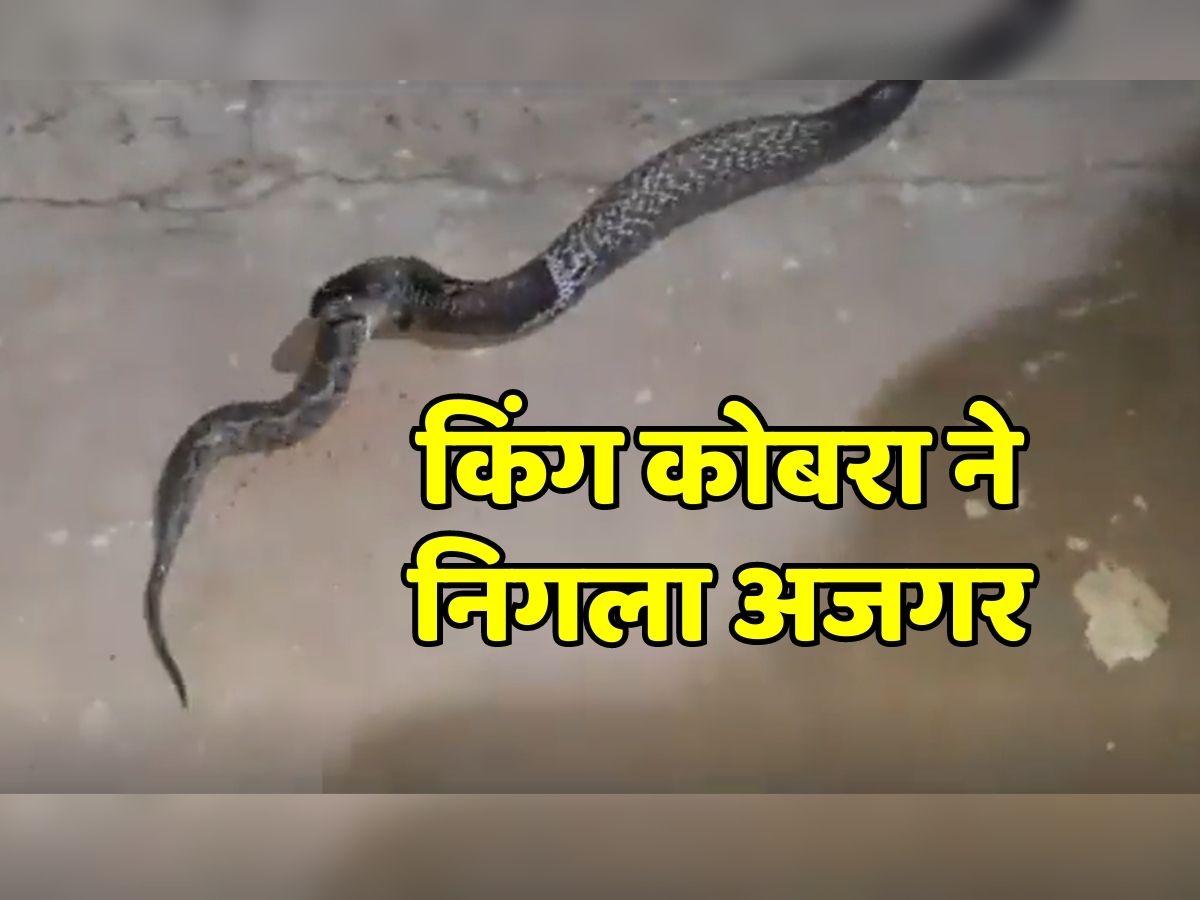 Giant Hungry king cobra swallowed giant python watch shocking video ...
