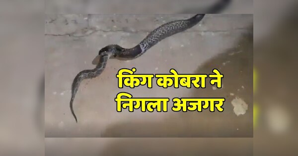Giant Hungry king cobra swallowed giant python watch shocking video ...