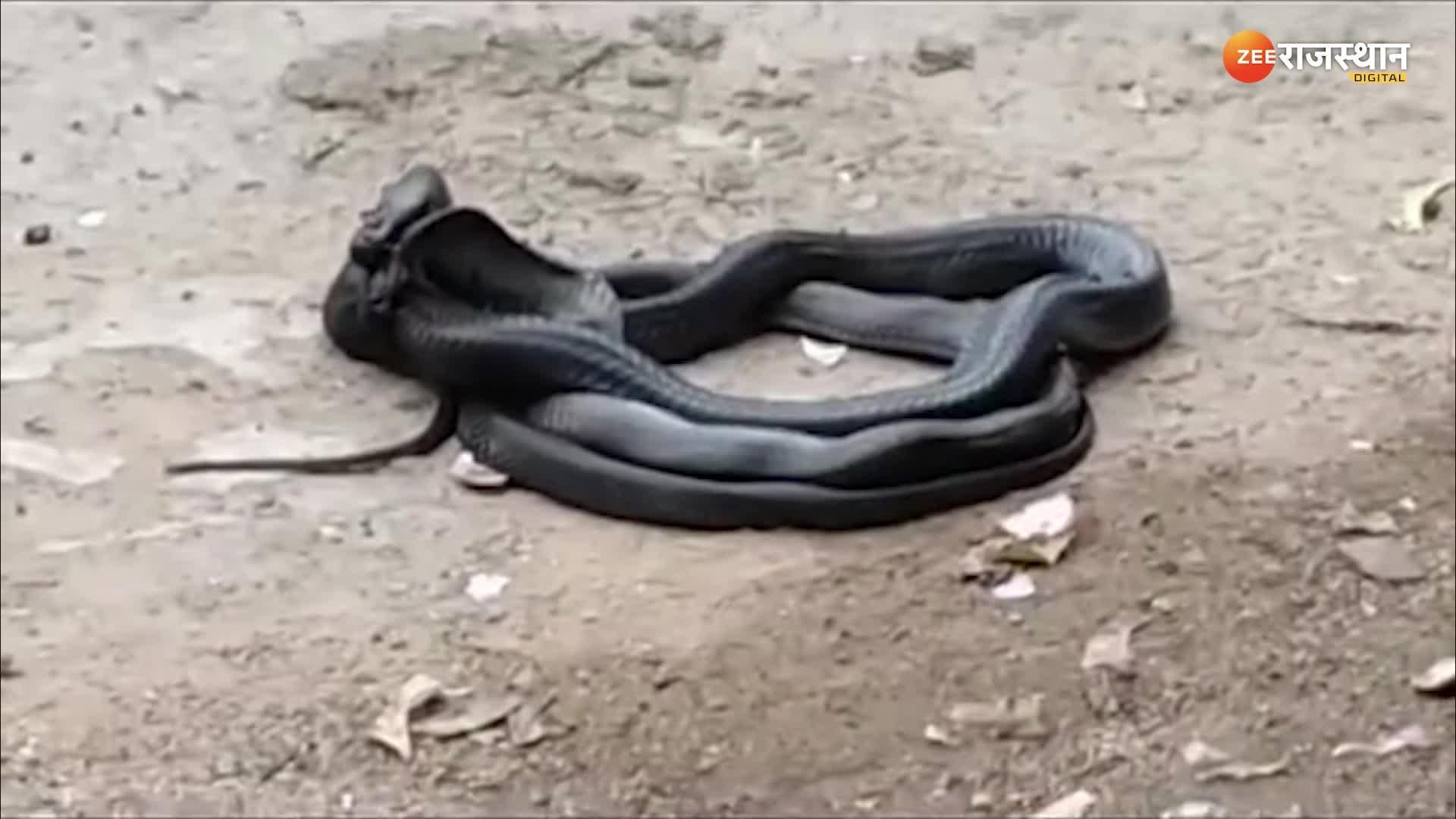 kota dangerous fight between two king cobras in field watch video ...