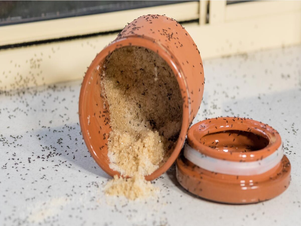 how to get rid of ants from sugar jar Know useful tips | Sugar Jar Ants ...