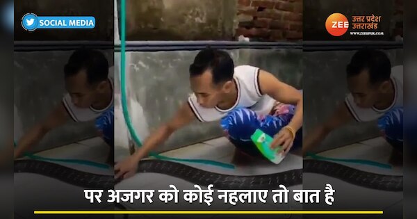 Python rubbed with shampoo and bathed Watch giant Ajgar ka video viral ...