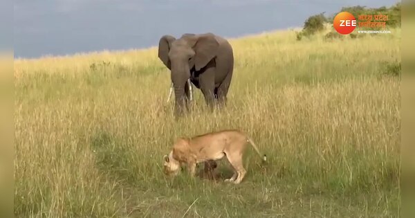 elephant coming to kill injured lioness then changed mind after seeing ...