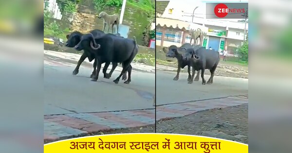Dog Stunt Video: dog came riding on two buffaloes in Ajay Devgan style ...