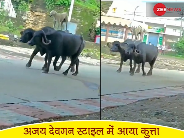 Dog Stunt Video: dog came riding on two buffaloes in Ajay Devgan style ...