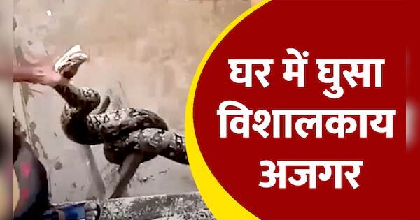 Gaint Python come with flood entered in house family members pulled out ...