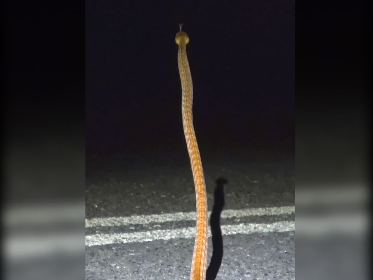 King cobra Venomous snake stood upright like a pillar watch video ...
