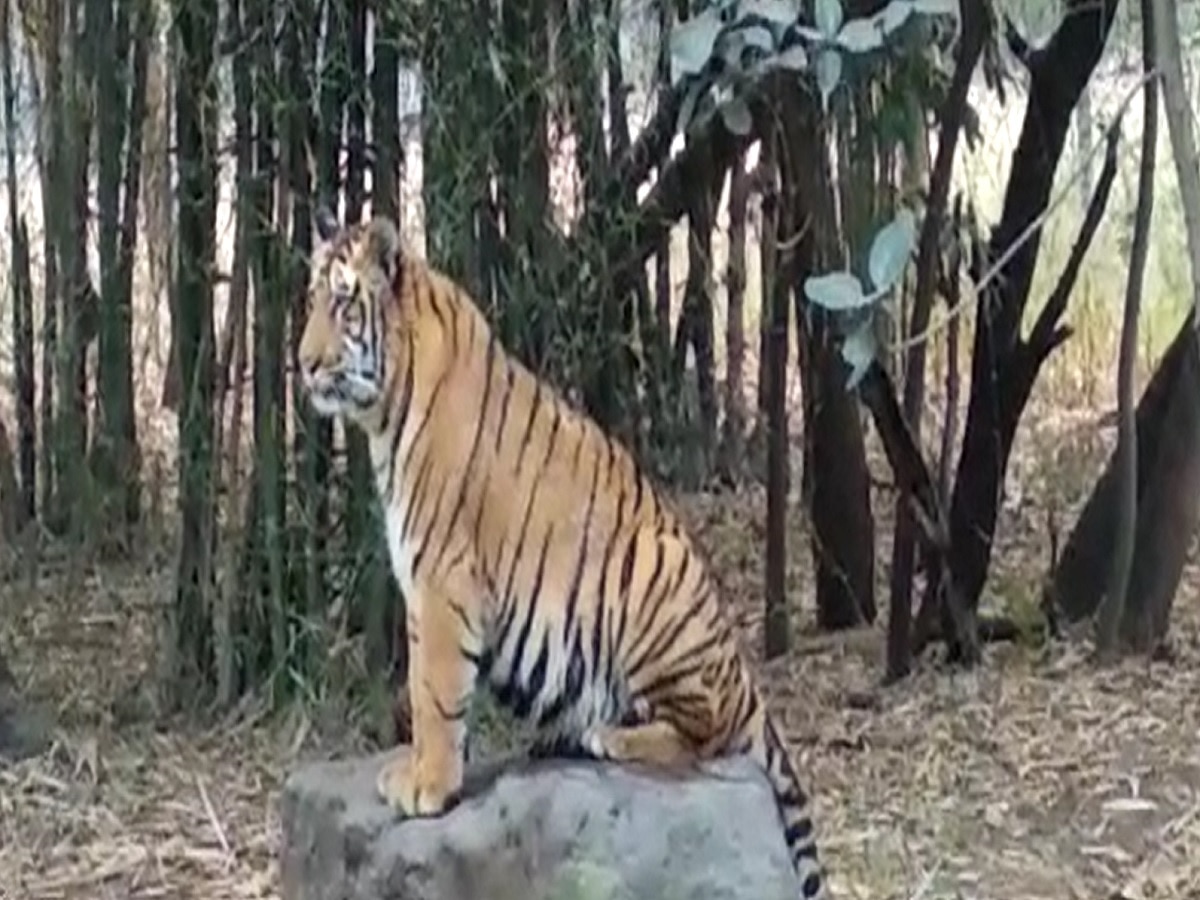 Bihar creates MileStone on World Tiger Day number of tigers reaches ...