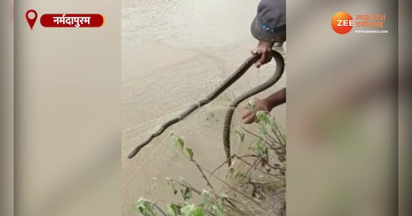 Snake Rescue Video king cobra trapped in fish net in a pond saanp ke Rescue video in ...