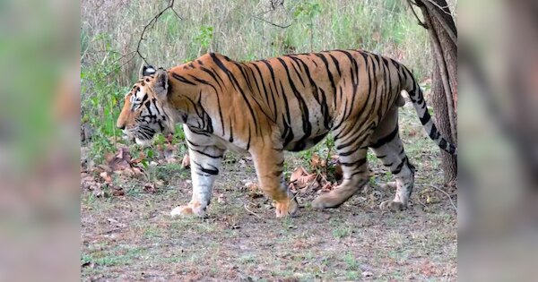 Madhya Pradesh again retain tiger state tag mp rank number one in ...