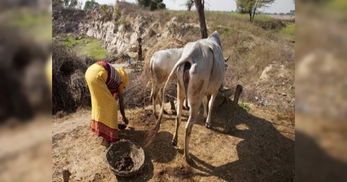 Cow dung has many benefits Take this way