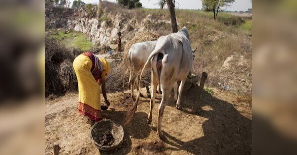 Cow dung has many benefits Take this way