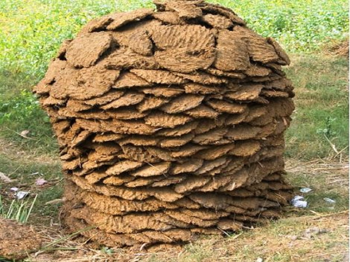 Cow dung has many benefits Take this way