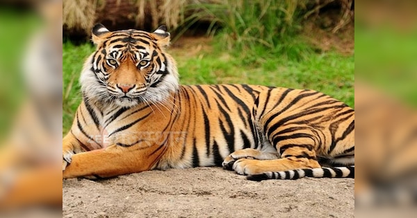 Jaipur Tiger Festival organized food minister Pratap Singh ...