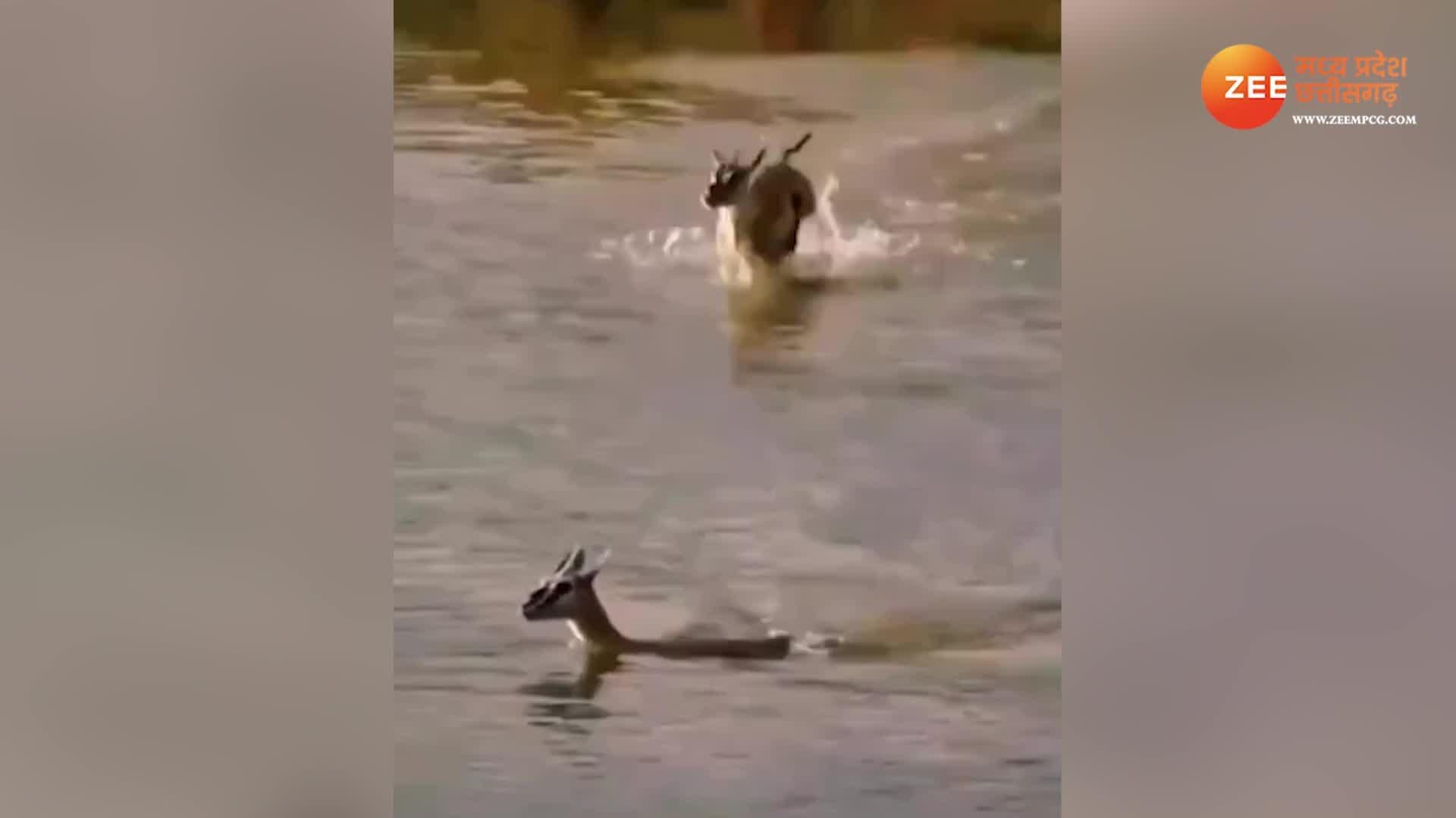 Animal Viral Video To save child deer became a morsel of death Hiran Ka ...