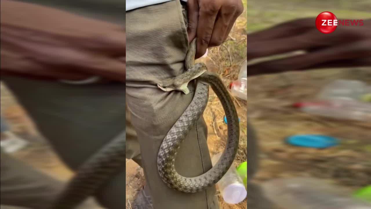 snake enter man pants spine chilling clip goes viral will give you ...