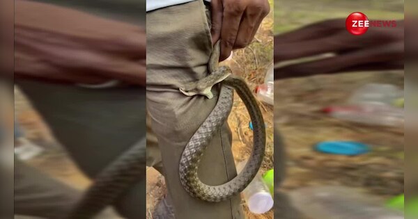 snake enter man pants spine chilling clip goes viral will give you ...