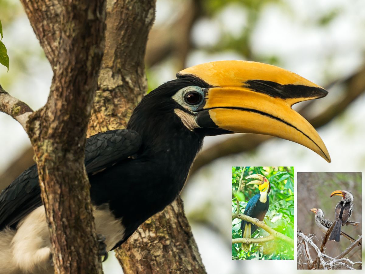 GK unique love story Hornbill spend whole life with only one partner why bird called gardener of ...