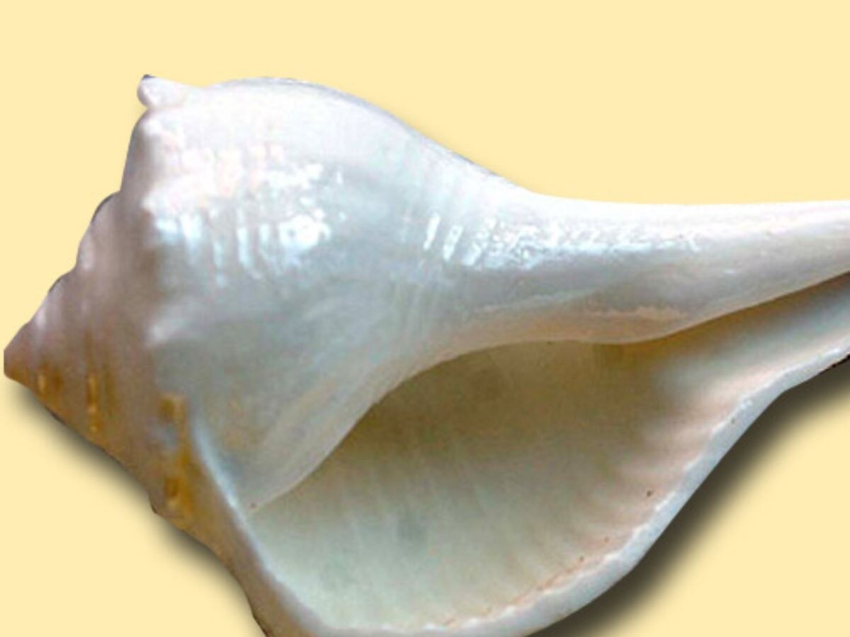 Astro Tips in Hindi remedies and tricks to increase wealth money vastu ...