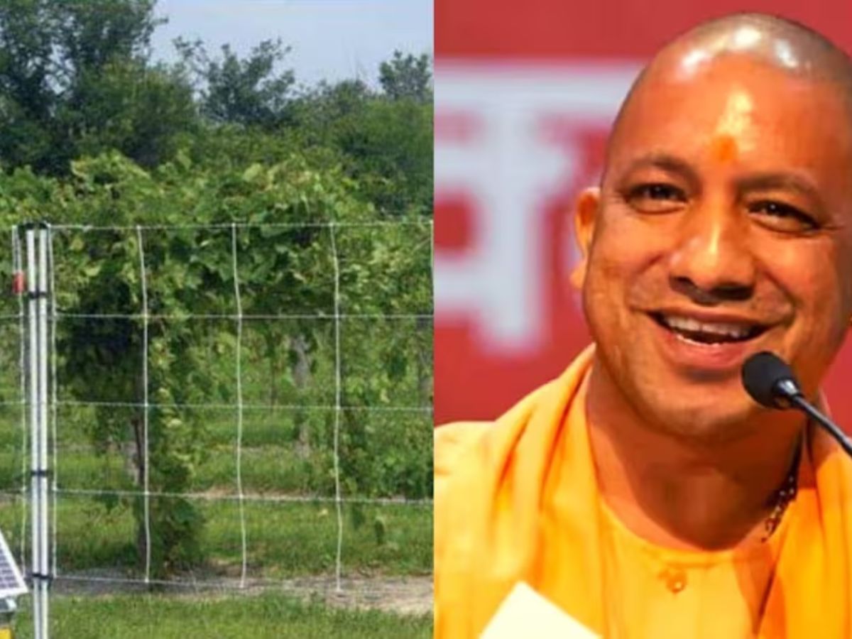 CM Yogi Adityanath government to bring Khet Suraksha Yojana farmers get ...
