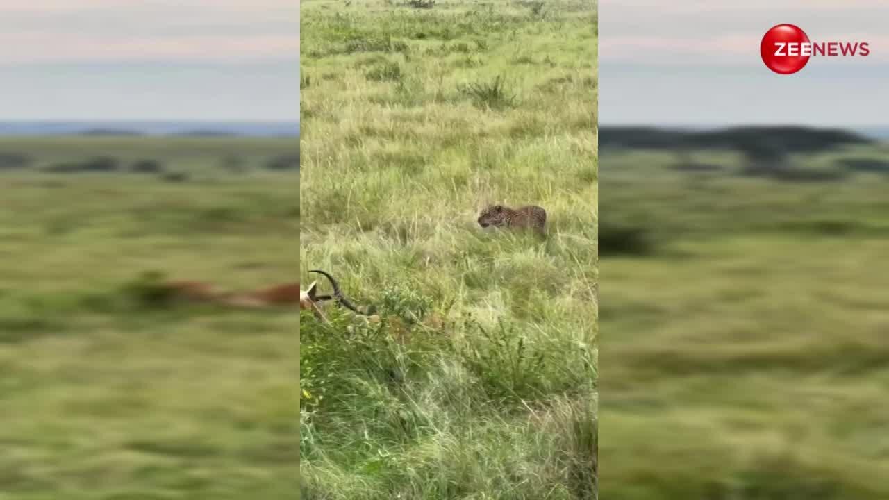 smart deers escape from leopard used mind poor guy got confused hiran chite ka video | हिरण ...