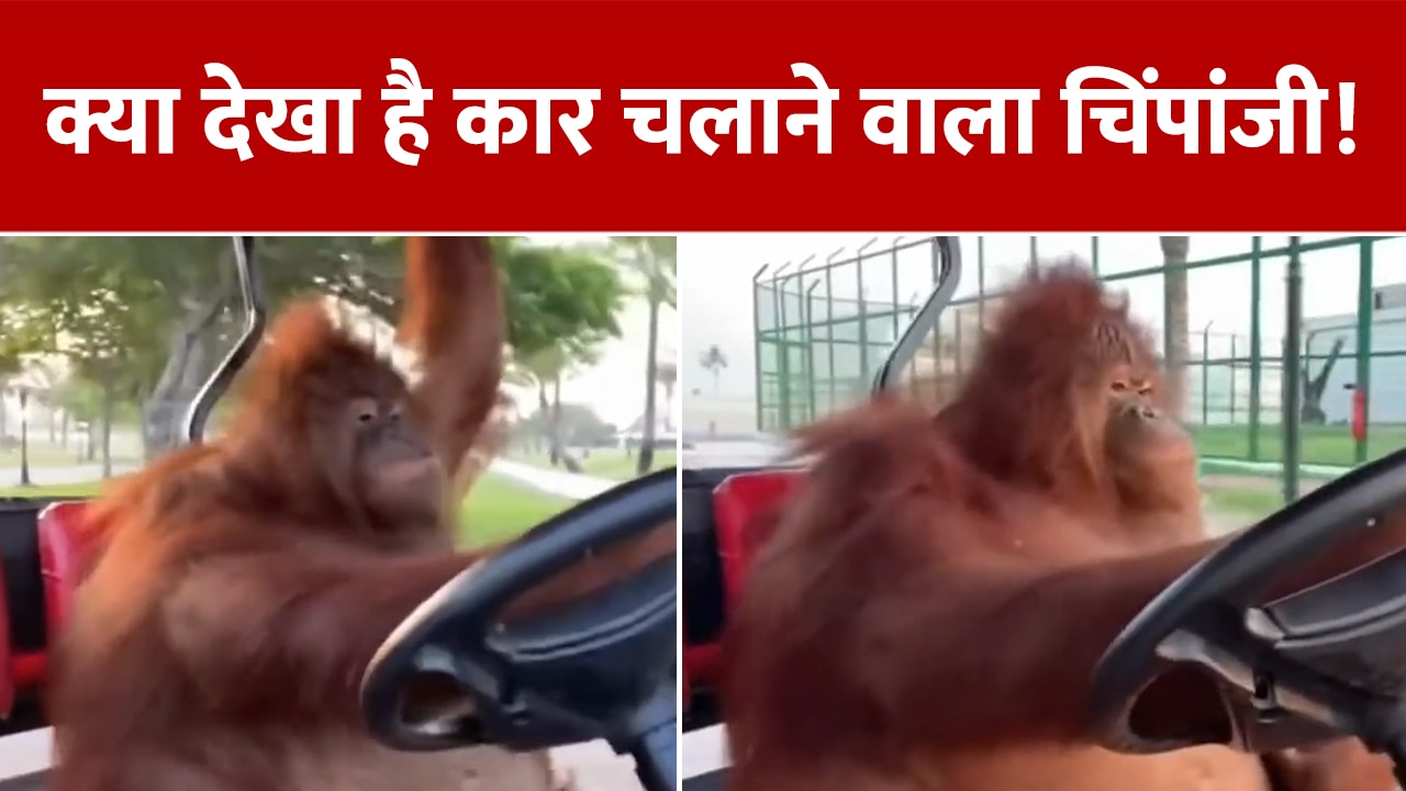 Chimpanzee driving a car went viral on the internet | VIDEO: इंटरनेट पर ...
