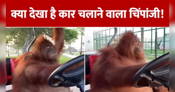 Chimpanzee driving a car went viral on the internet | VIDEO: इंटरनेट पर ...