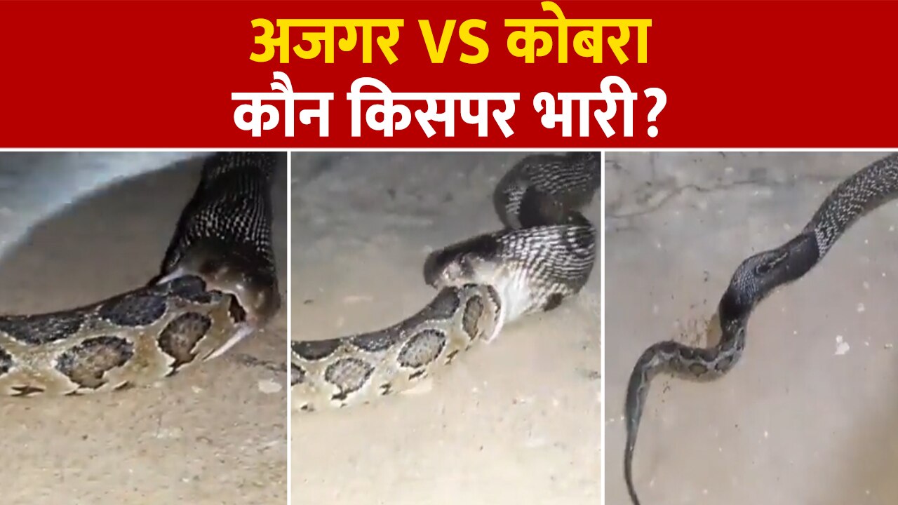 Cobra swallows python after fight most shocking video going viral on ...
