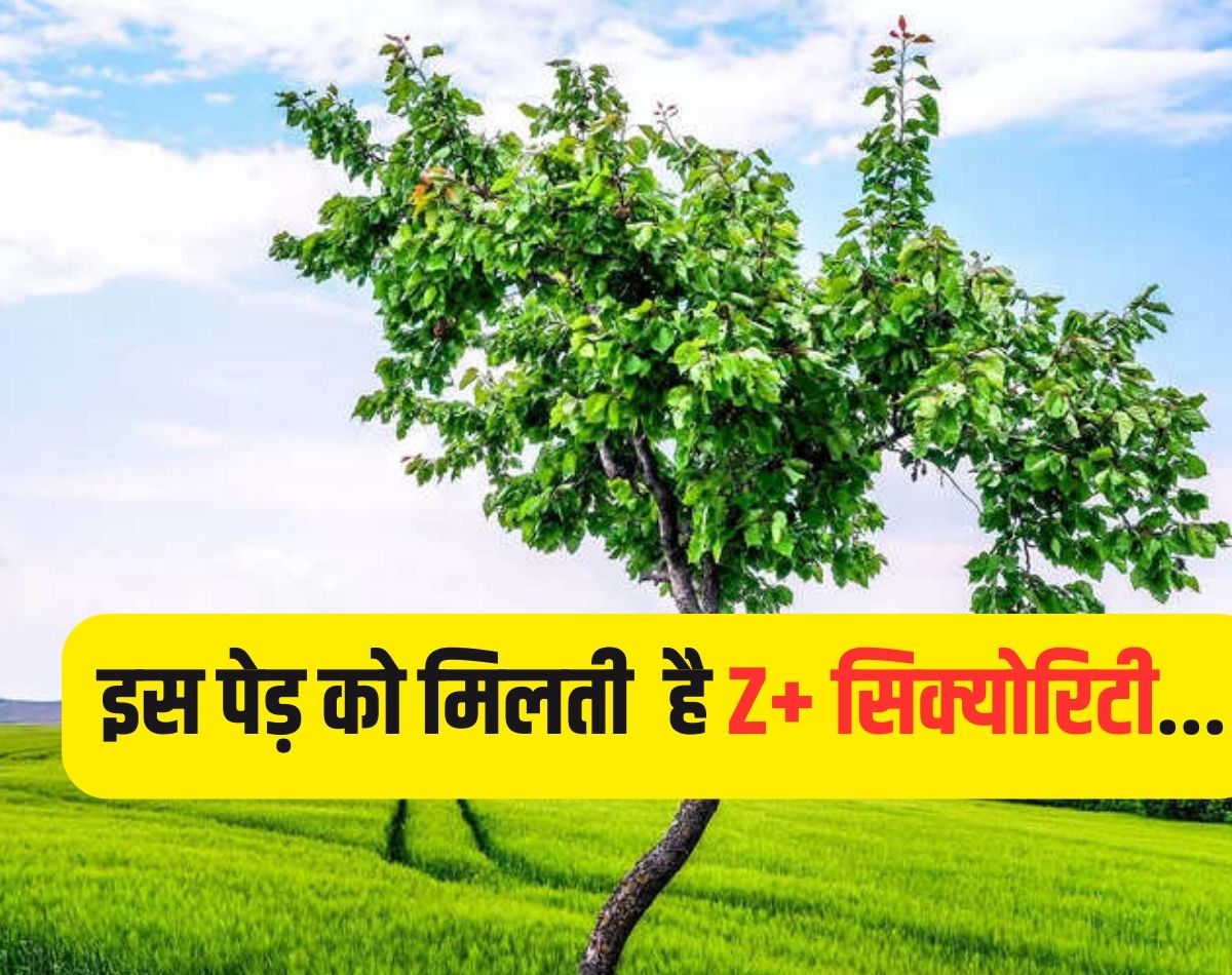 This tree gets Z Plus security government spends 15 lakhs in its care ...