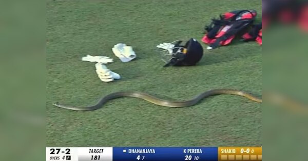 Watch: Snake enters stadium during Lanka Premier League match, video ...