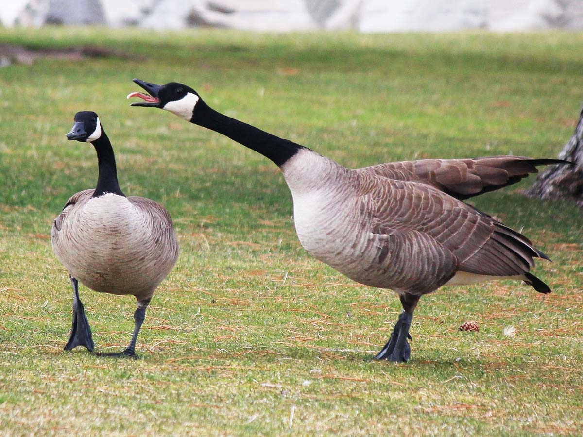 dog turtle fox and rabbit Fastest Reproducing Animal | यह जानवर देते ...