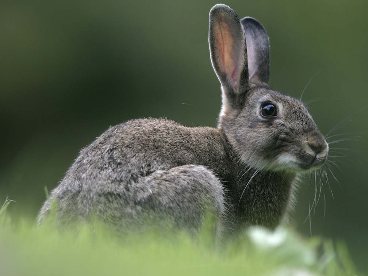 dog turtle fox and rabbit Fastest Reproducing Animal | यह जानवर देते ...