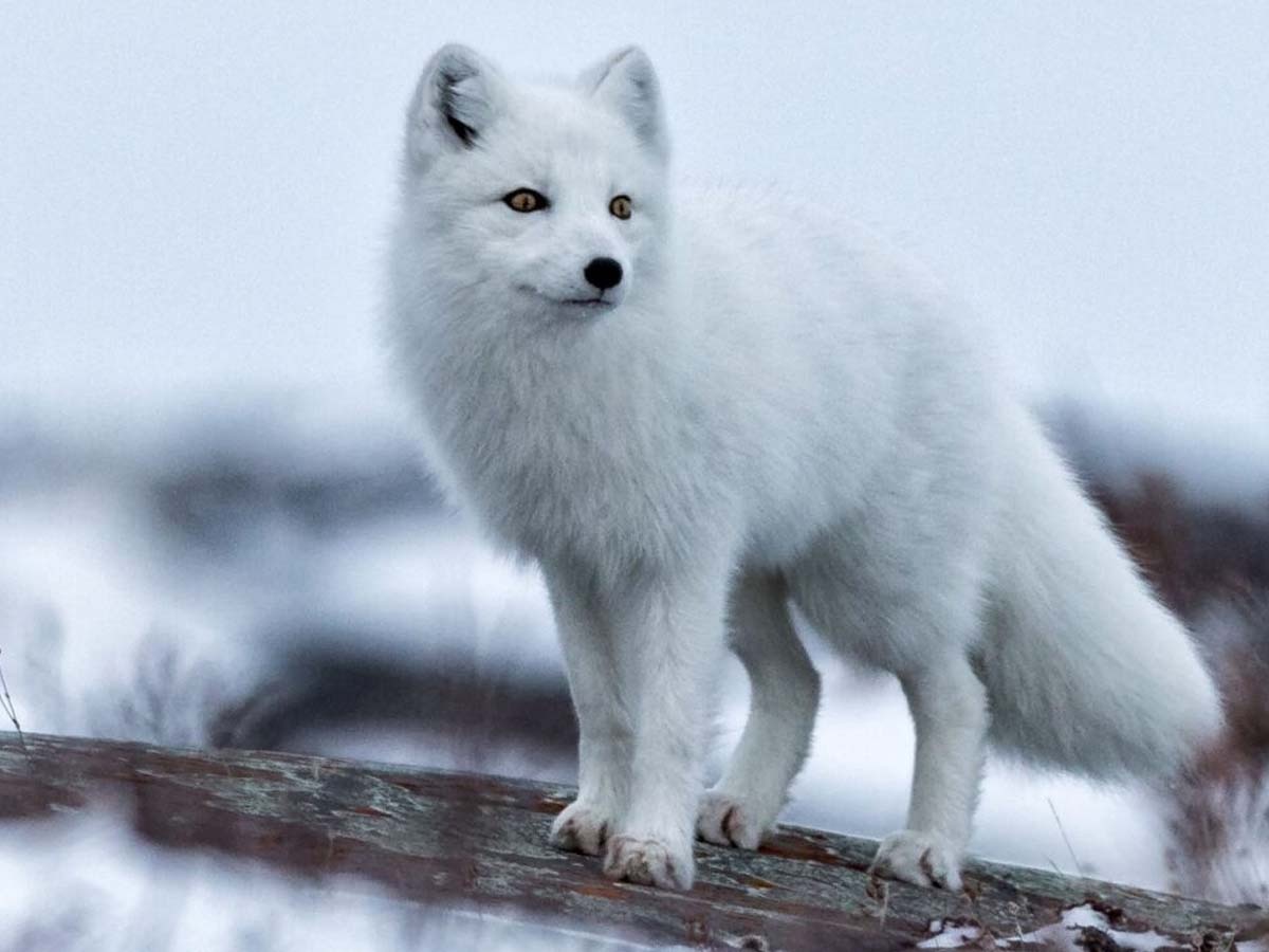 dog turtle fox and rabbit Fastest Reproducing Animal | यह जानवर देते ...