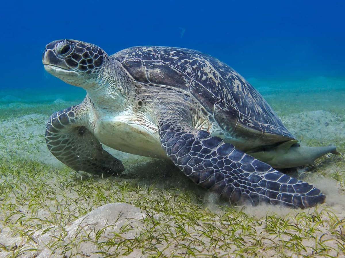 dog turtle fox and rabbit Fastest Reproducing Animal | यह जानवर देते ...