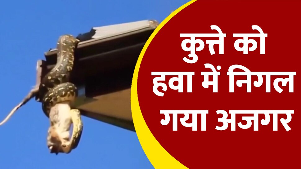 Viral video of python eating dog in air watch deadliest video ever ...