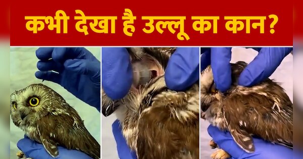 Have you seen the night flying owl ear Watch Viral Video | उल्लू का ...