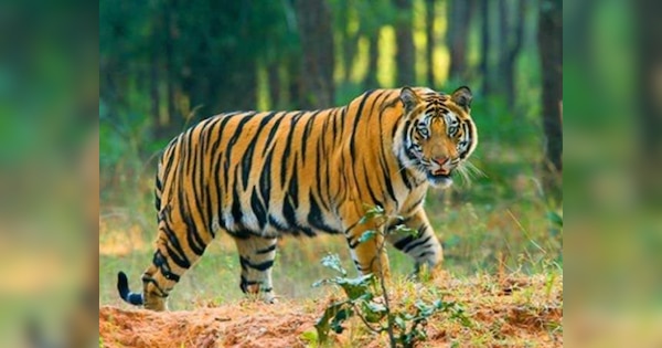 MP News Tiger Death in Kanha Tiger Reserve park mandla Tiger State News ...